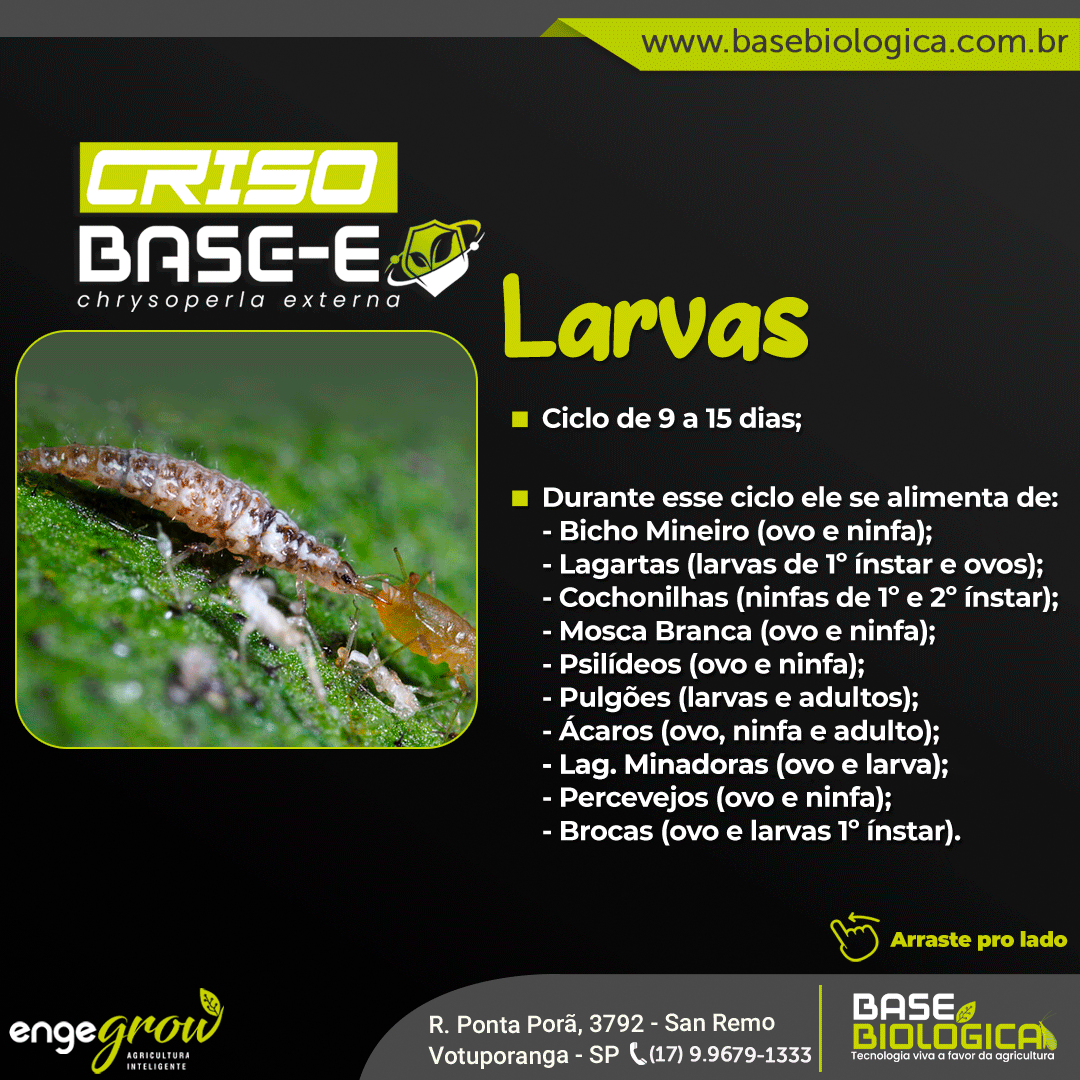 Ciclo do chrysoperla externa - Base Biológica