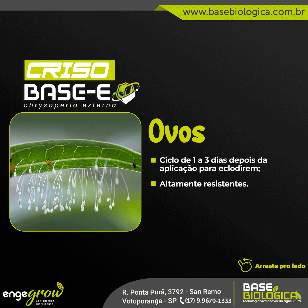 Ciclo do chrysoperla externa - Base Biológica