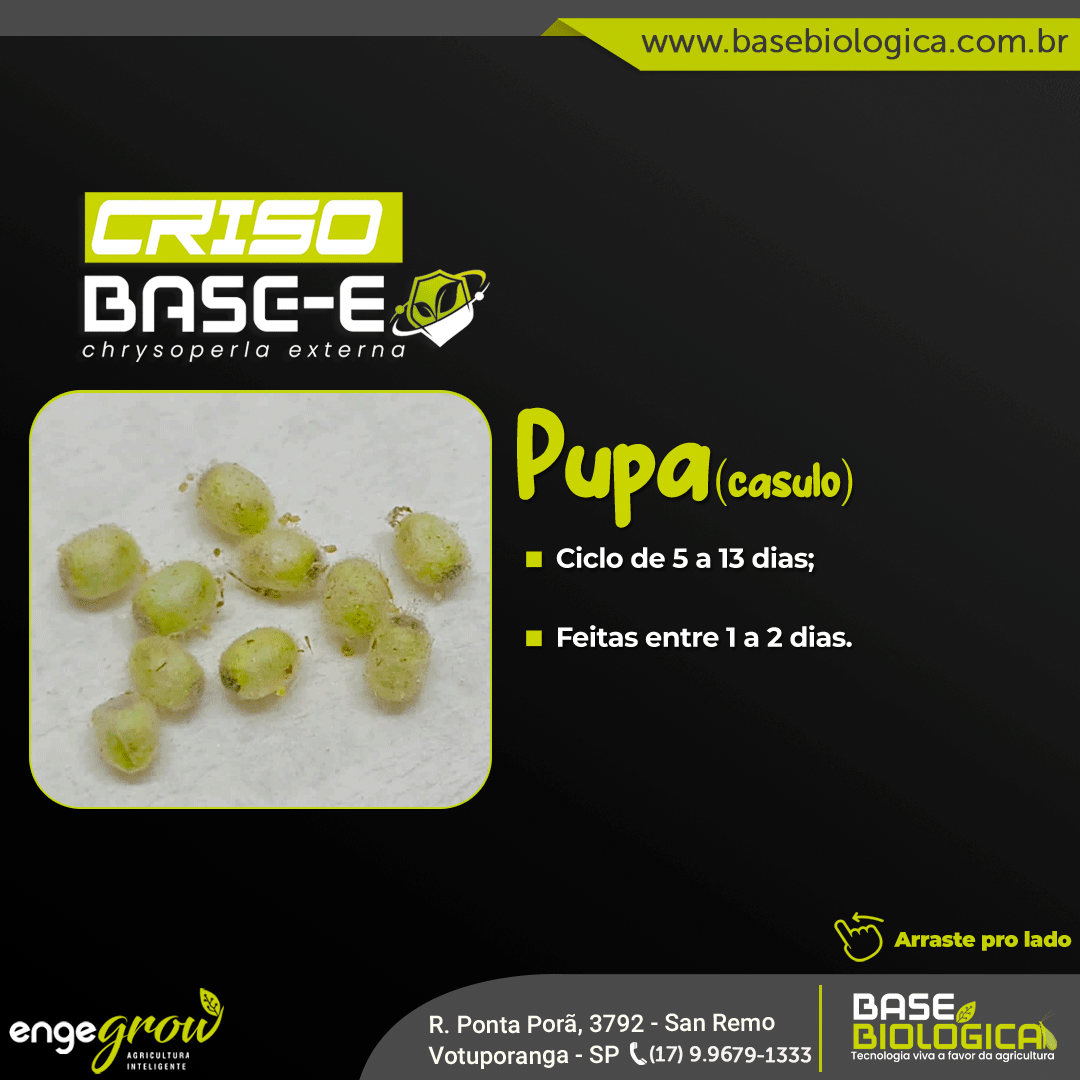 Ciclo do chrysoperla externa - Base Biológica